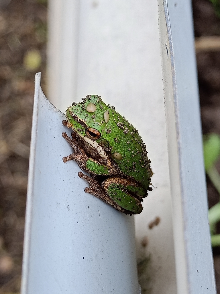 Eastern Dwarf Tree Frog from Whittingham NSW 2330, Australia on ...