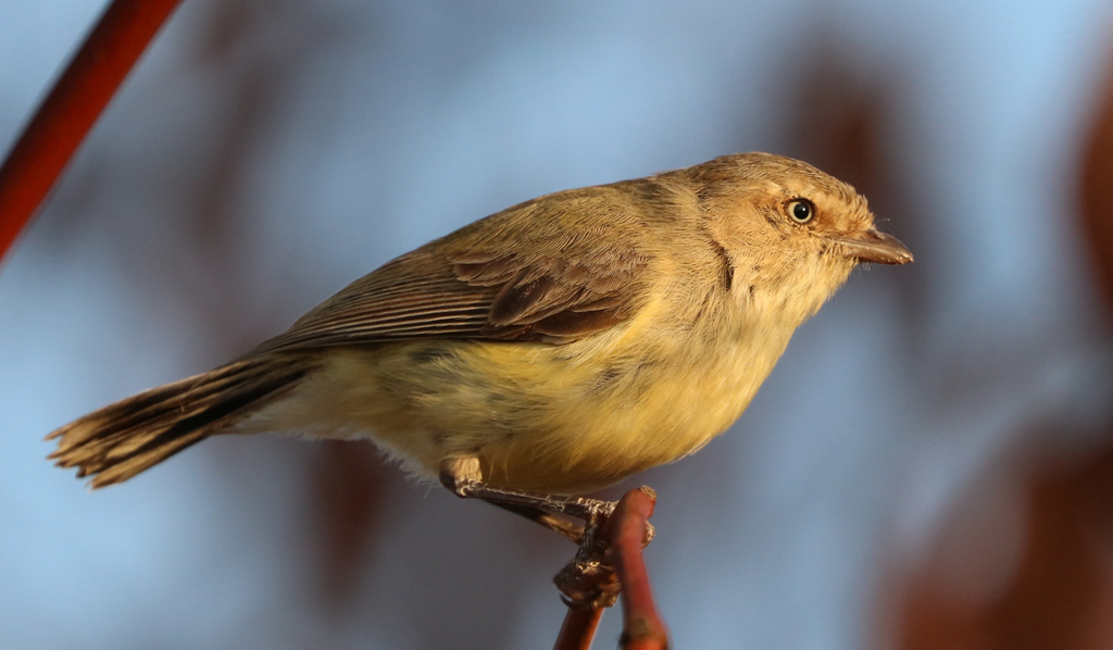 Weebill (Birds of Griffith NSW) · iNaturalist