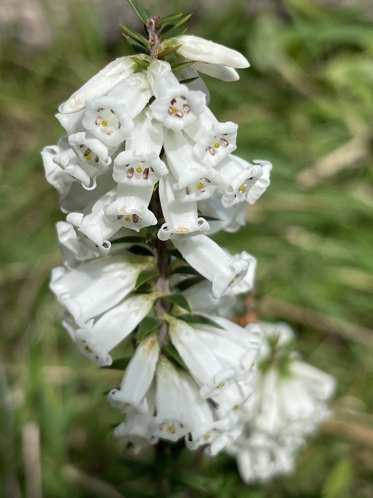 Common Heath from Frankston South, VIC, AU on September 10, 2022 at 11: ...