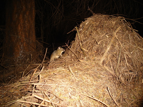 Dusky-footed Woodrat (Reptiles, Amphibians and Mammals of Foothill ...