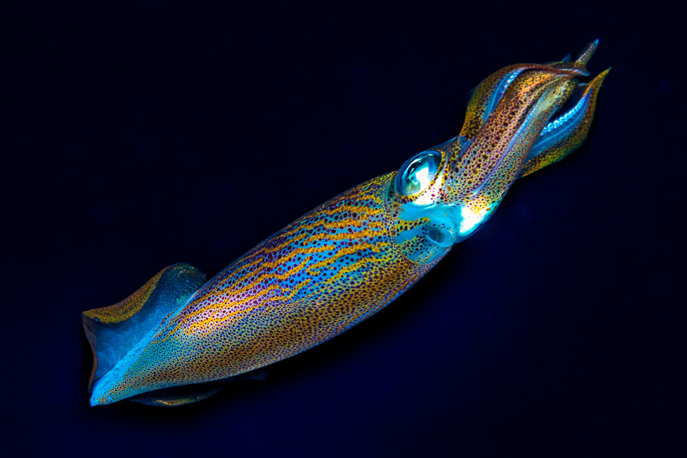 Slender Inshore Squid from Banco Playa, Quintana Roo, Mexico on March ...