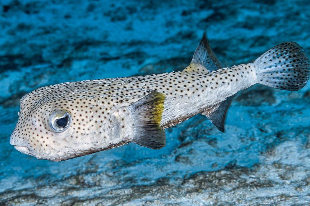 Spotted Porcupinefish (Diodon hystrix) - Marine Life Identification