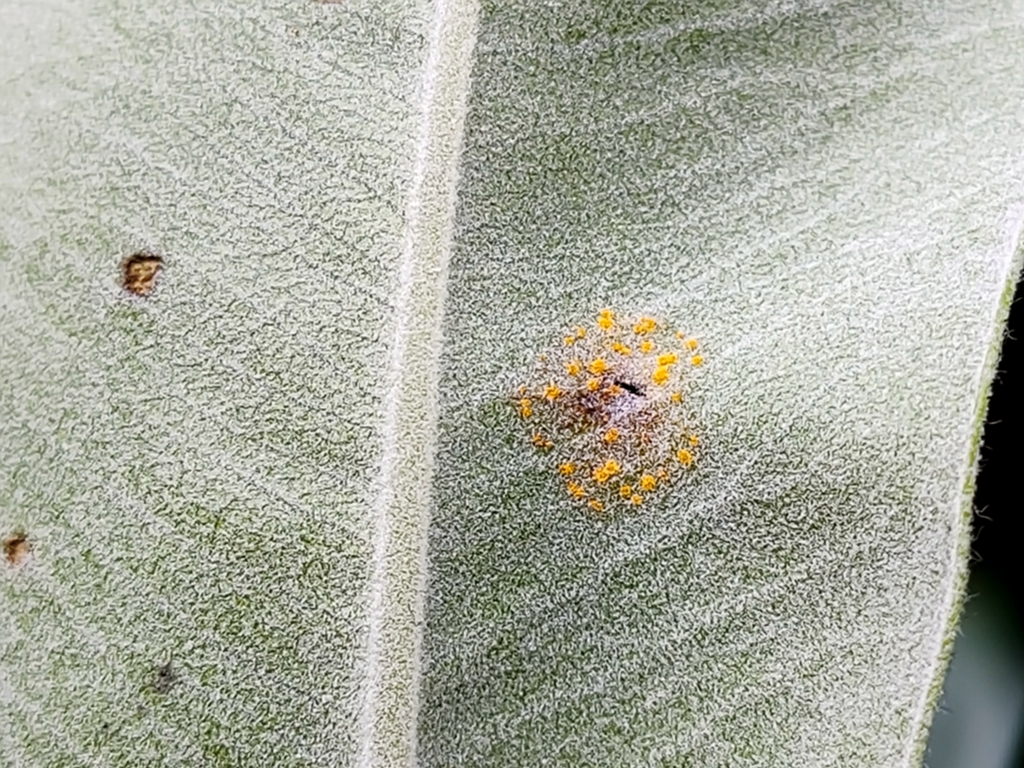 Myrtle Rust from 0991, New Zealand on September 10, 2022 at 12:47 PM by ...