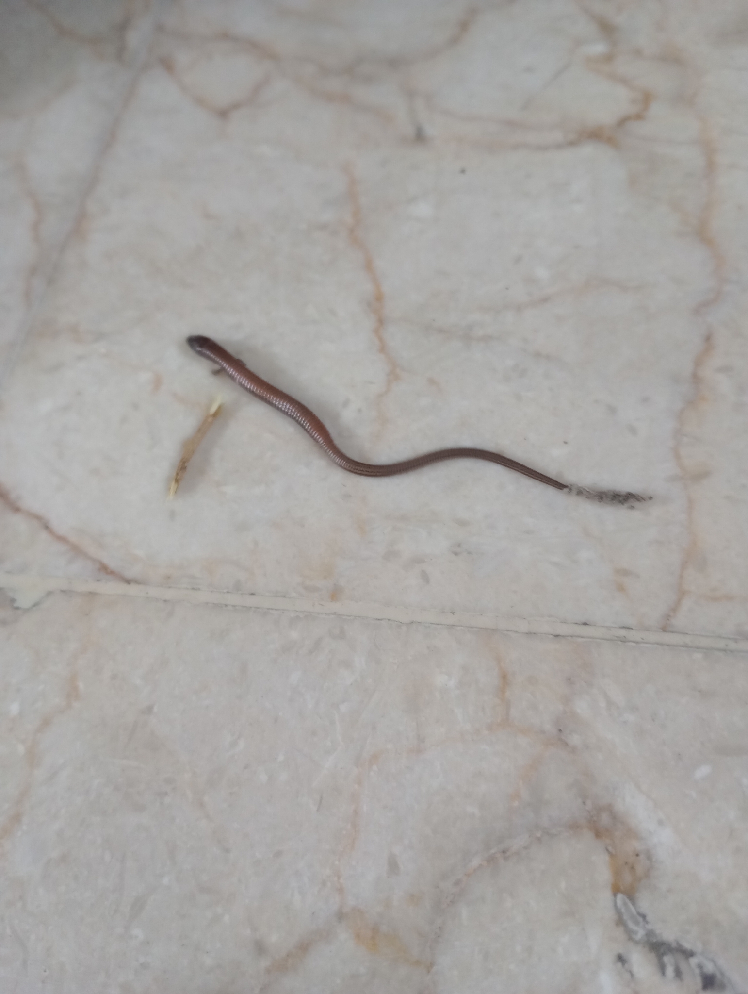 Bachia bicolor (Cope, 1896)