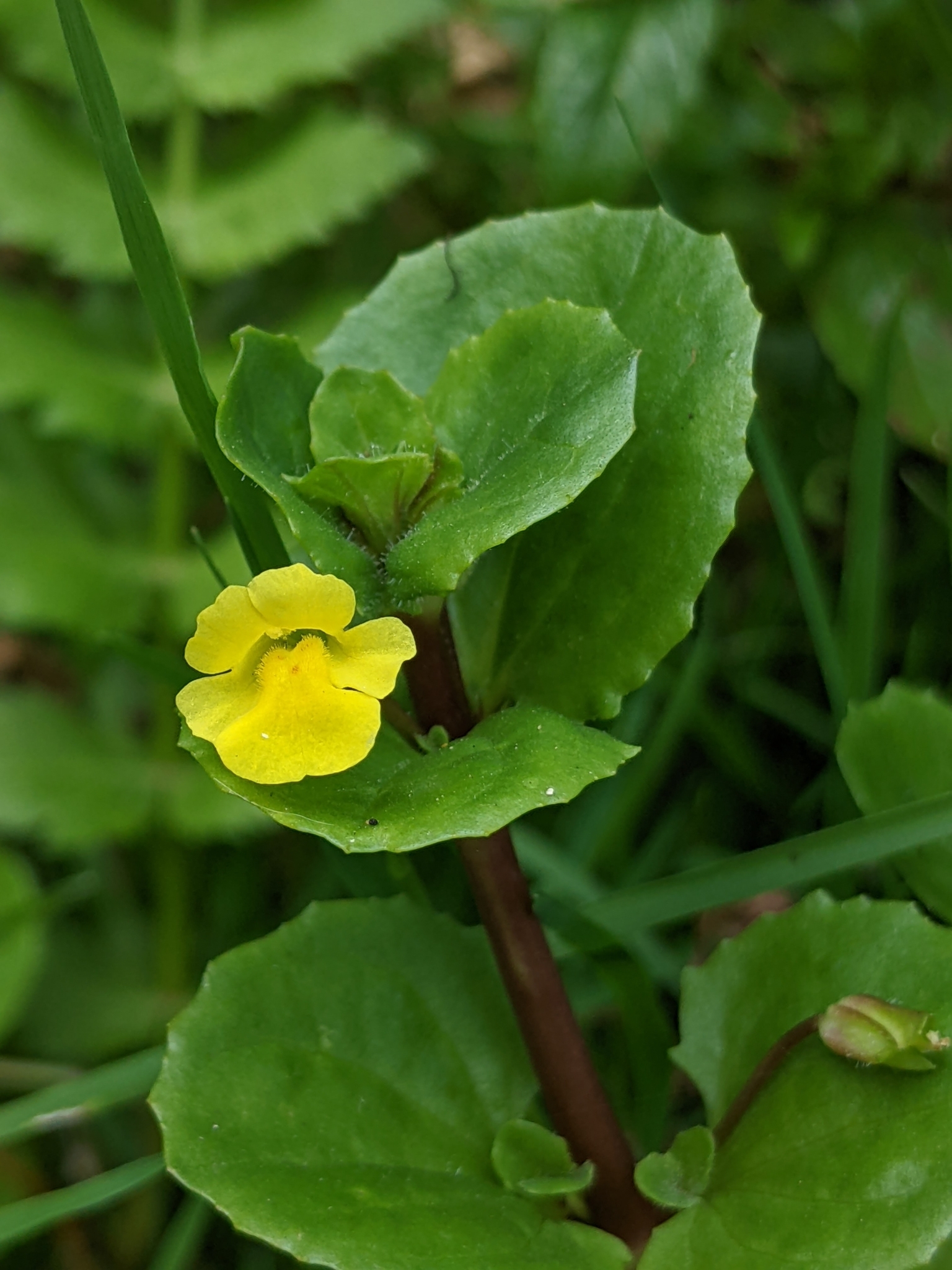 Erythranthe glabrata (Kunth) G.L.Nesom
