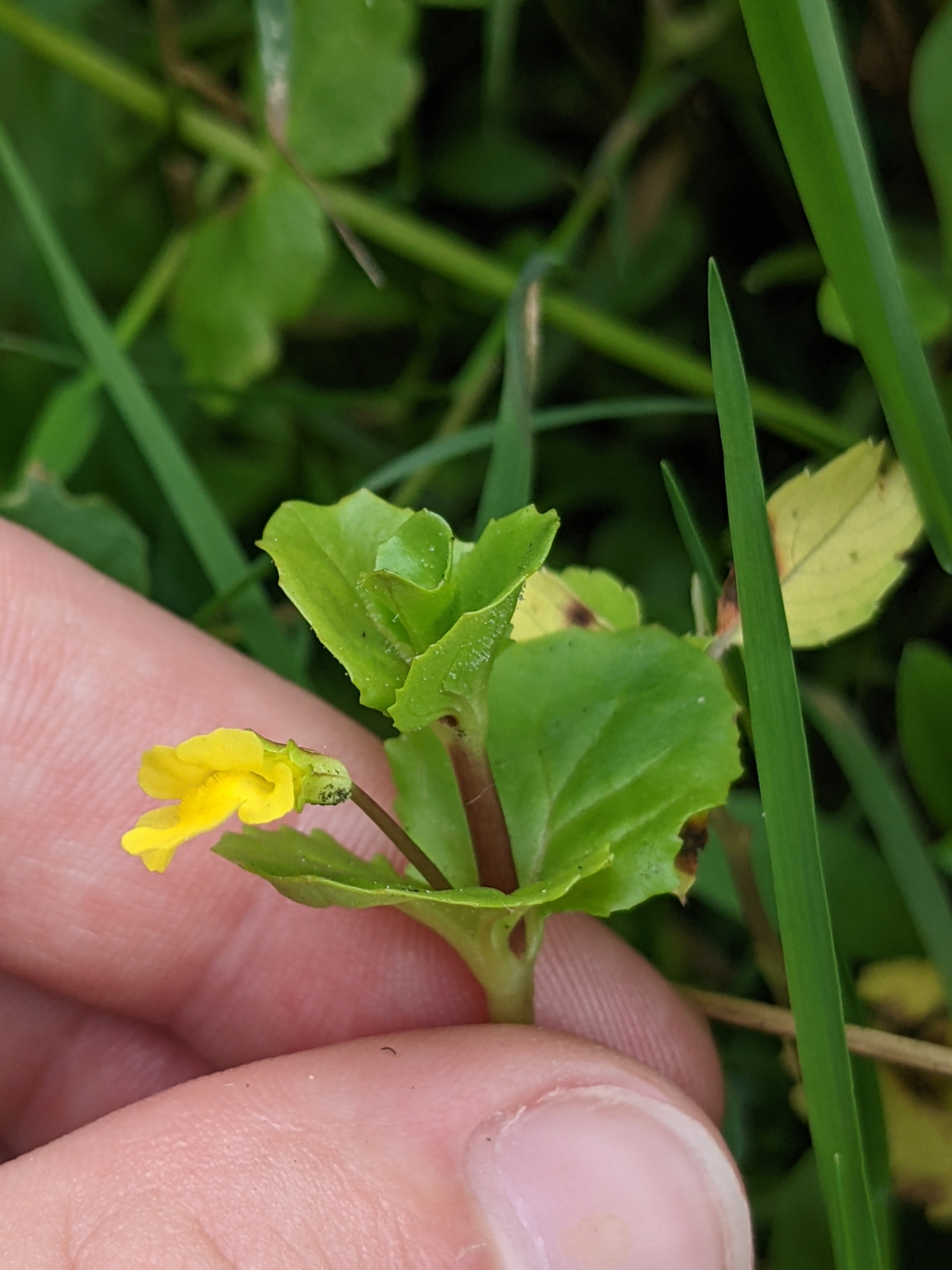 Erythranthe glabrata (Kunth) G.L.Nesom
