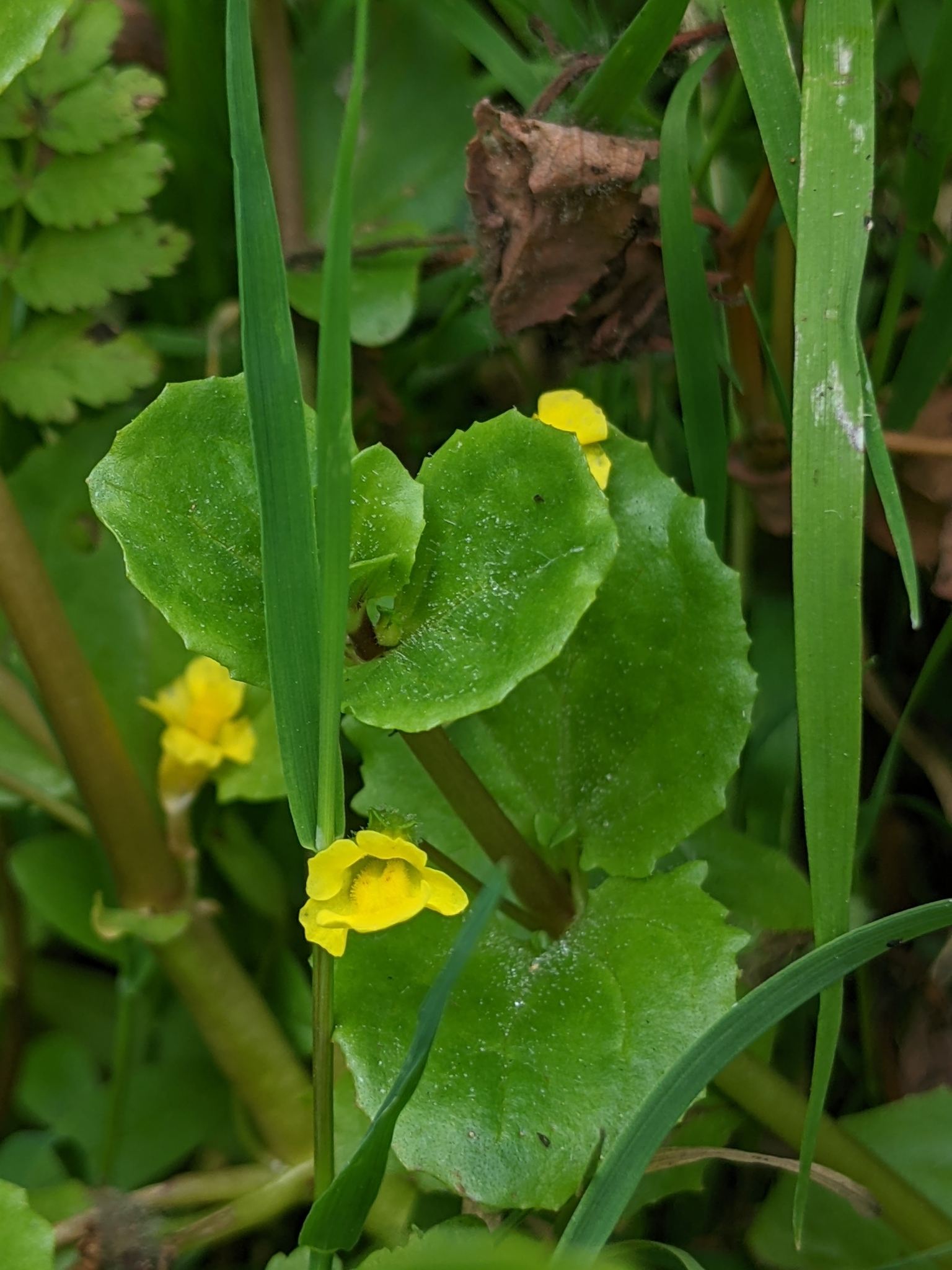 Erythranthe glabrata (Kunth) G.L.Nesom