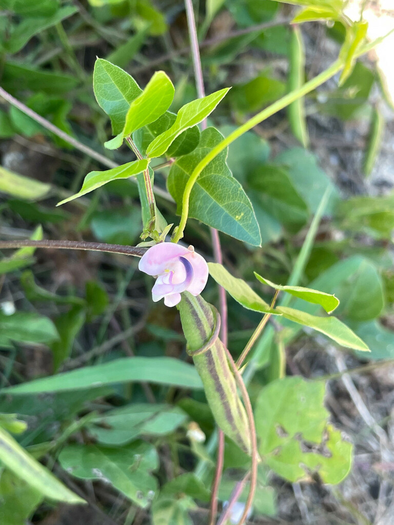 trailing fuzzy-bean in September 2022 by johnbotany · iNaturalist