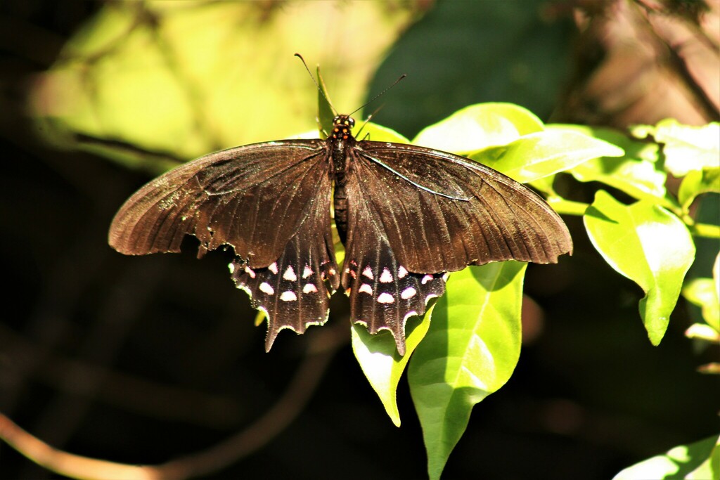 Pink-spotted Swallowtail from Lomas del Valle, Zapopan, Jal., México on ...