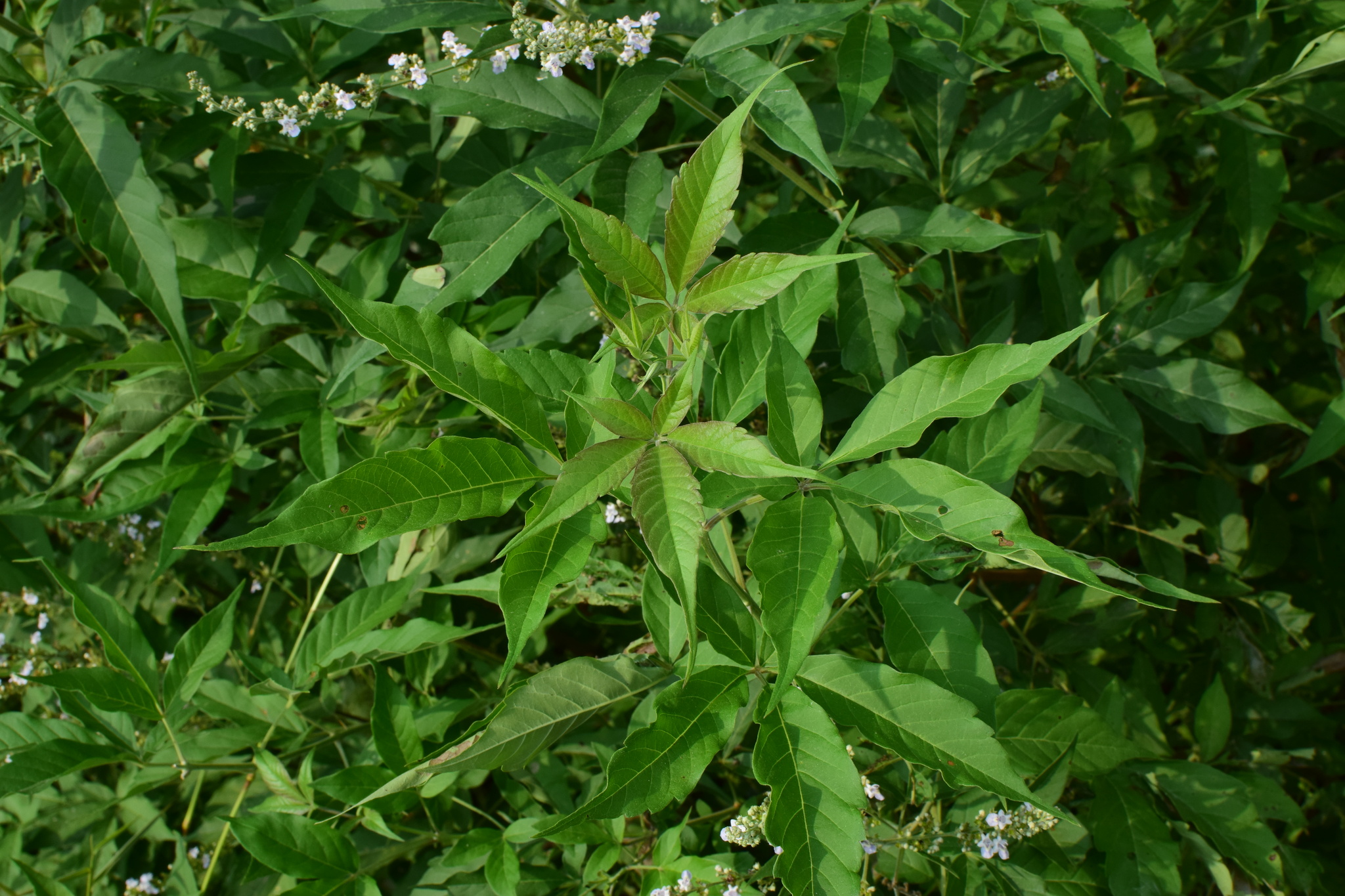 Vitex negundo var. cannabifolia (Siebold & Zucc.) Hand.-Mazz.