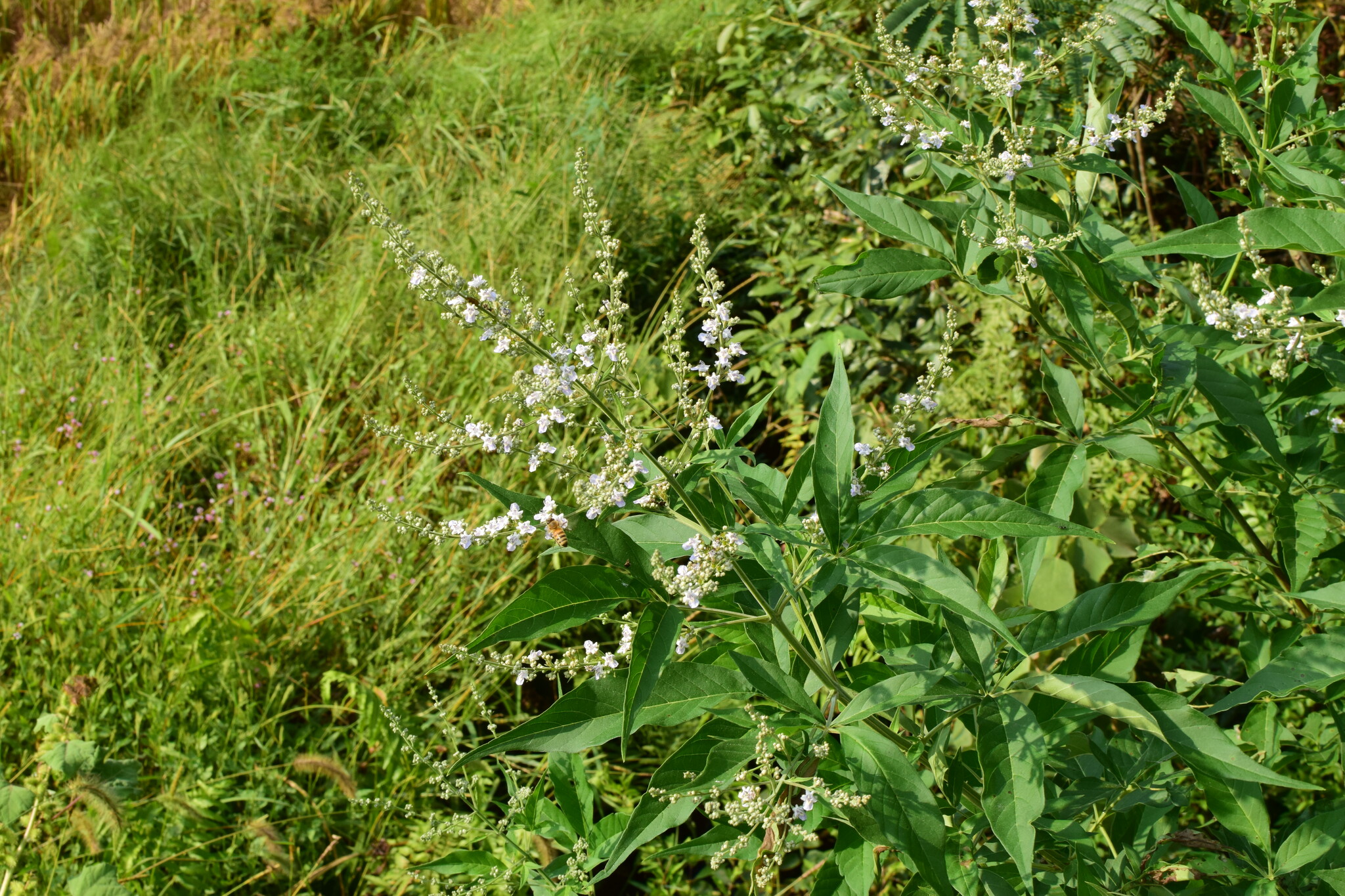 Vitex negundo var. cannabifolia (Siebold & Zucc.) Hand.-Mazz.