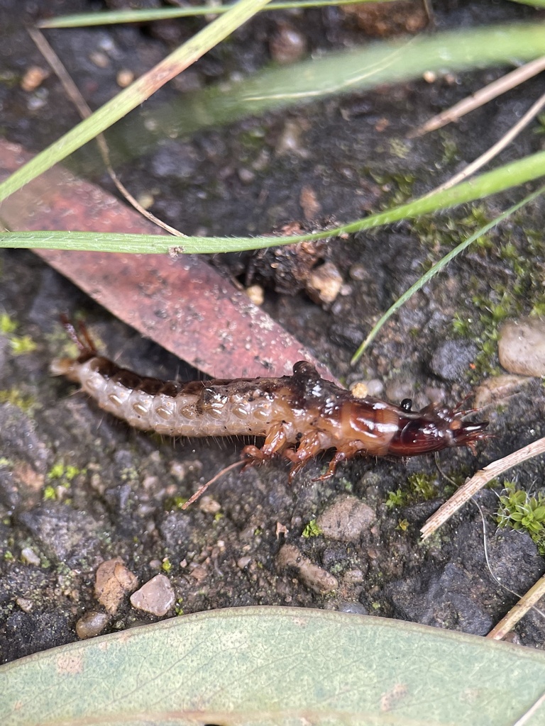 Earwigs from Boundary Tk E, Frankston South, VIC, AU on September 10 ...