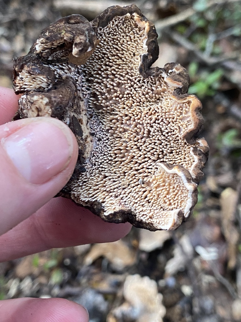 Sarcodon from East Harbour Regional Park, Lower Hutt, Wellington, NZ on ...