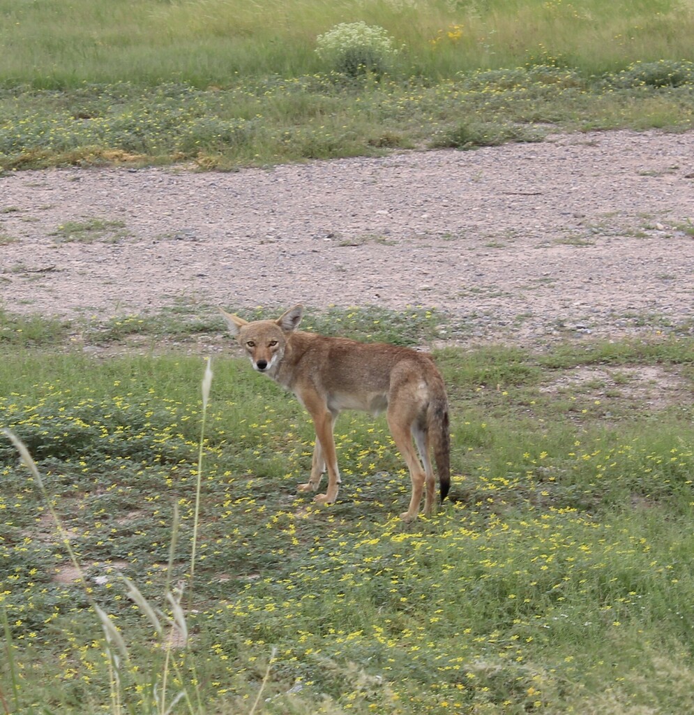 Coyote in September 2022 by Ana Gatica Colima · iNaturalist