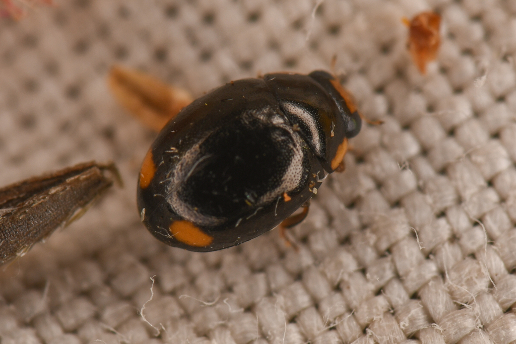Sigil Lady Beetles from Siskiyou County, CA, USA on September 05, 2022 ...