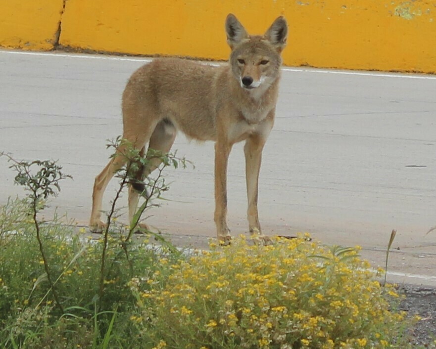 Coyote in September 2022 by Ana Gatica Colima · iNaturalist
