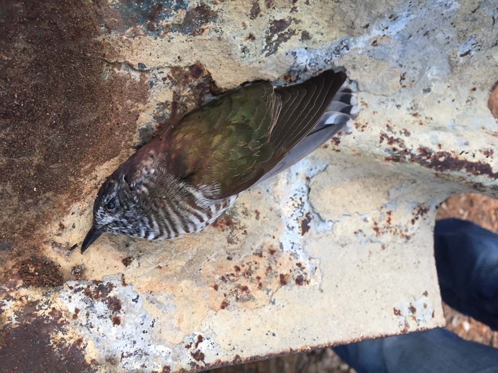 Shining Bronze-Cuckoo from Leeuwin-Naturaliste National Park, Burnside ...