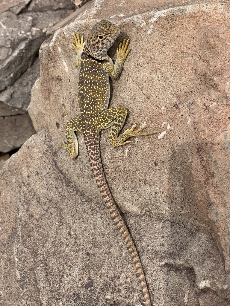 Eastern Collared Lizard from San Ysidro, NM, US on September 09, 2022 ...