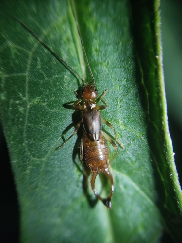 Tijerilla tolteca (Mixocosmia tolteca)