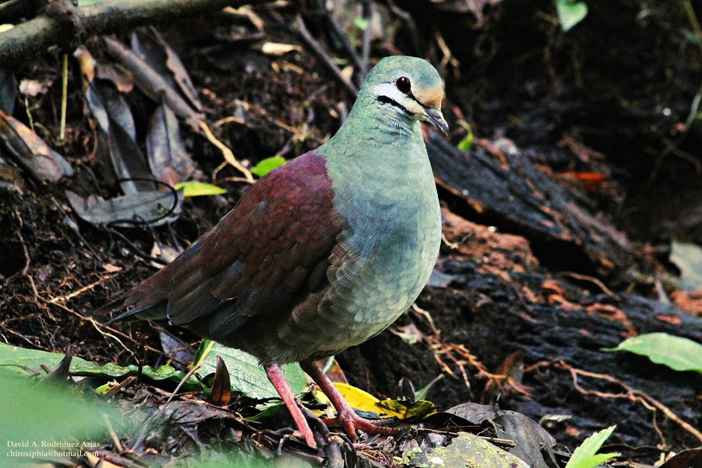 Buff-fronted Quail-Dove (AVIFAUNA ZONA PROTECTORA RIO NAVARRO RIO ...