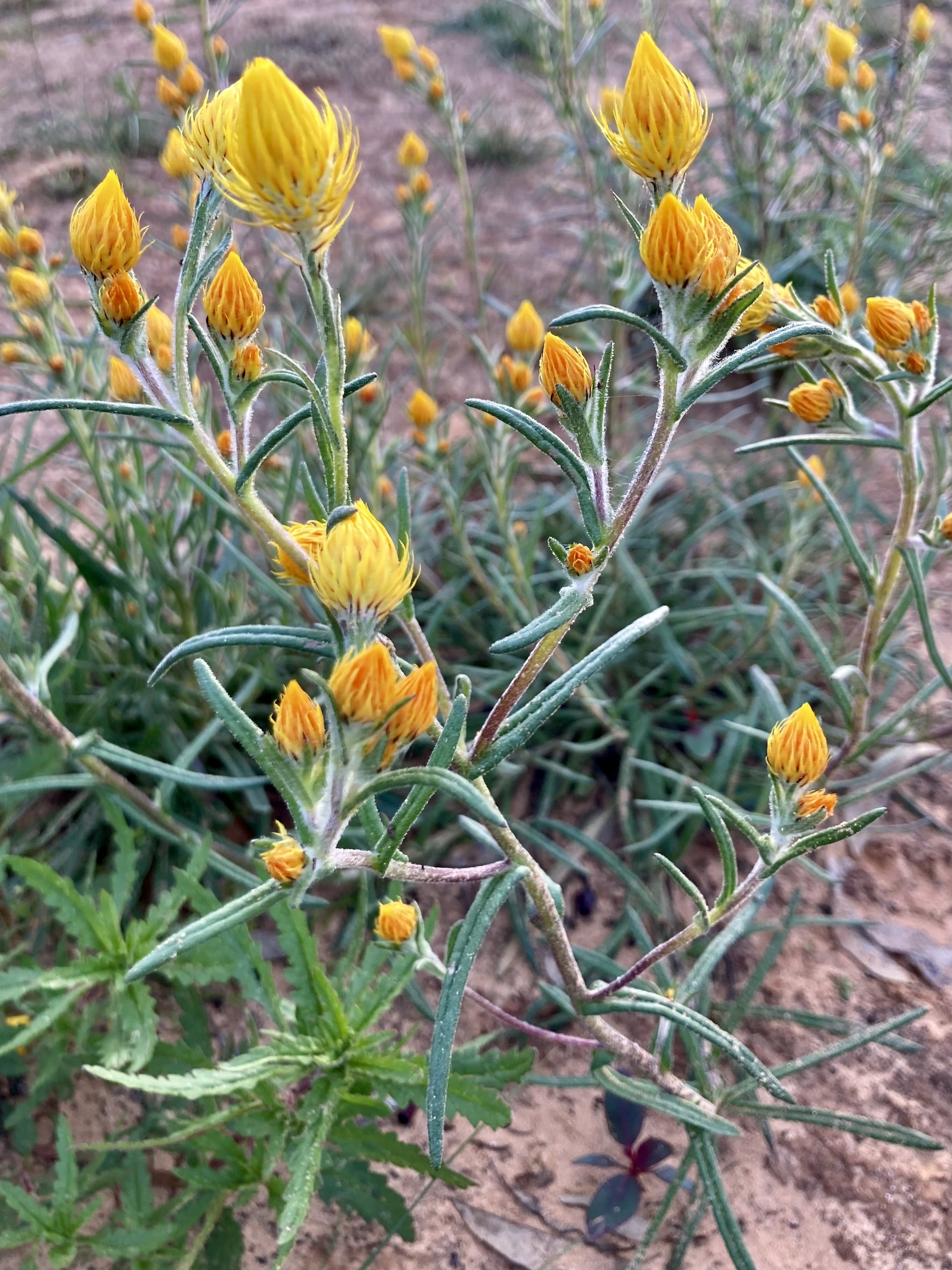 Waitzia acuminata Steetz