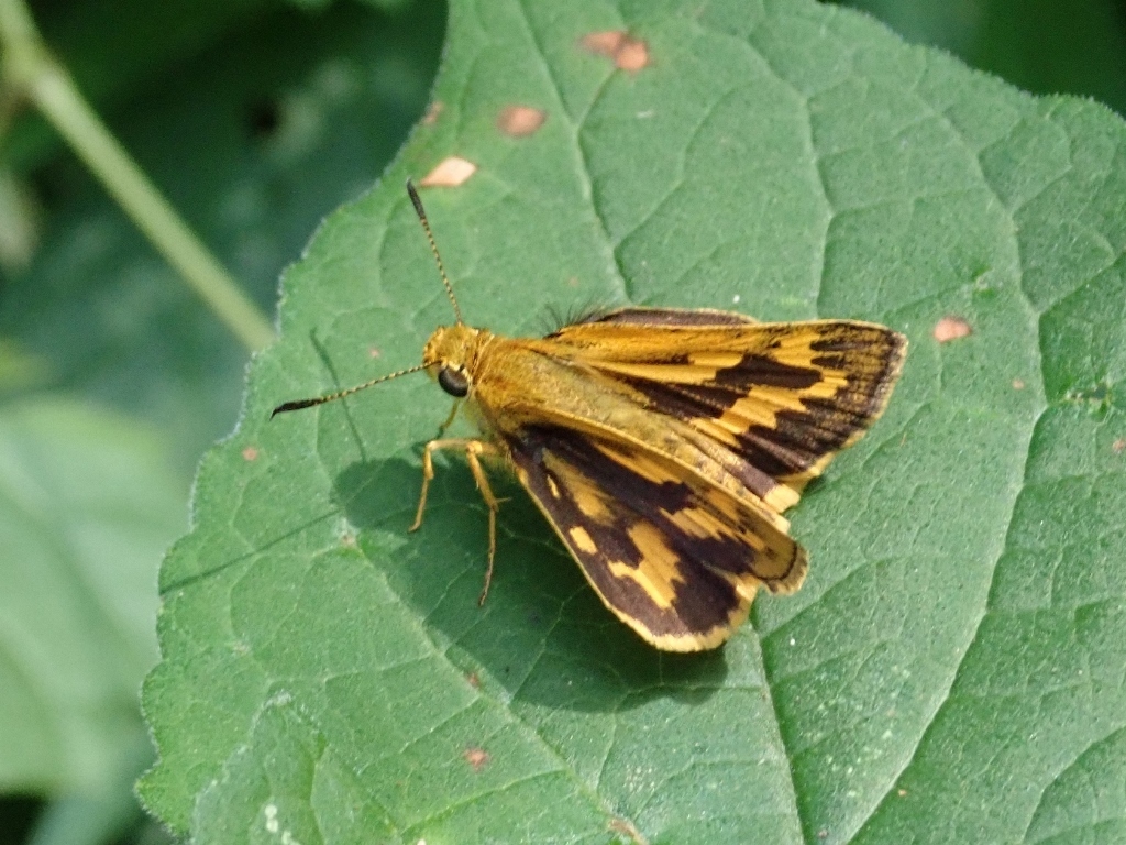 Japanese Dart from 日本、〒252-0815 神奈川県藤沢市石川 on September 10, 2022 at 11: ...
