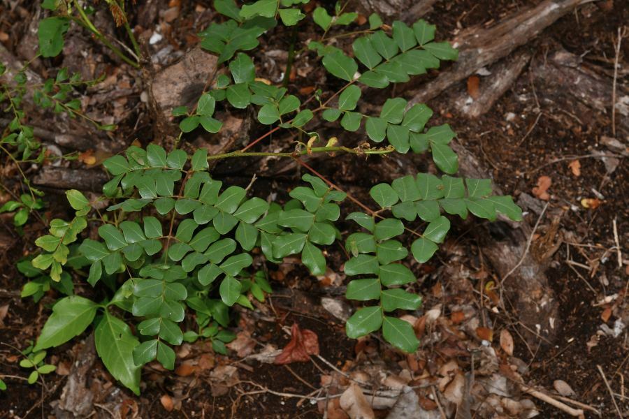 Cenostigma gaumeri (Greenm.) Gagnon & G.P.Lewis