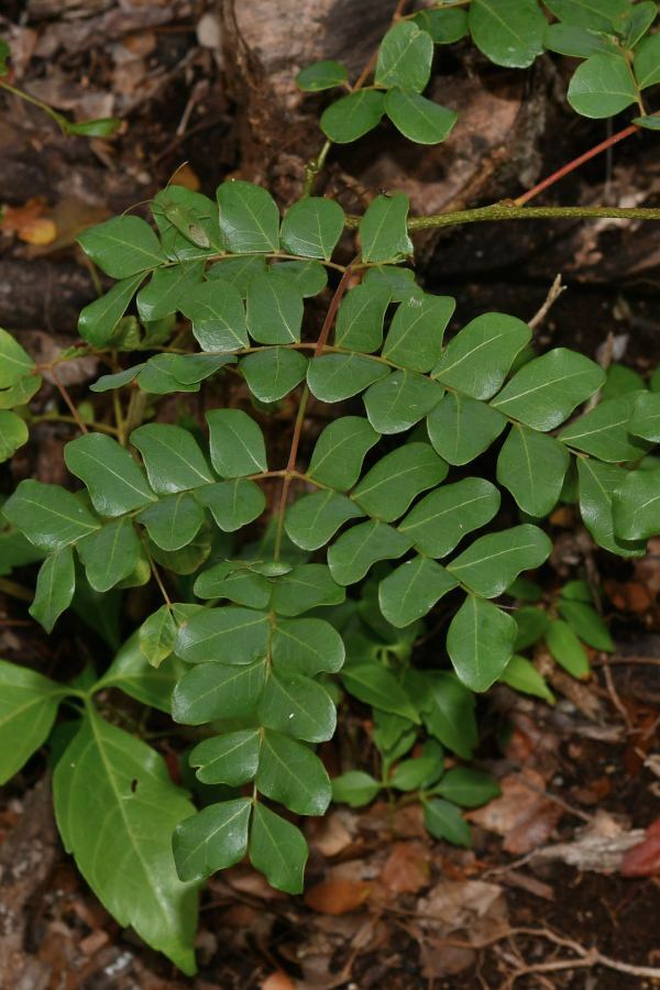 Cenostigma gaumeri (Greenm.) Gagnon & G.P.Lewis