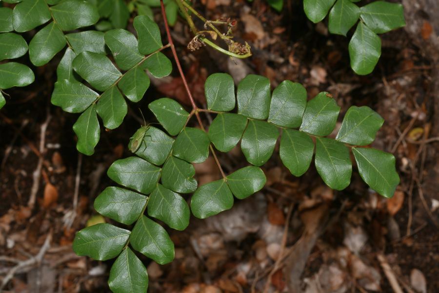 Cenostigma gaumeri (Greenm.) Gagnon & G.P.Lewis