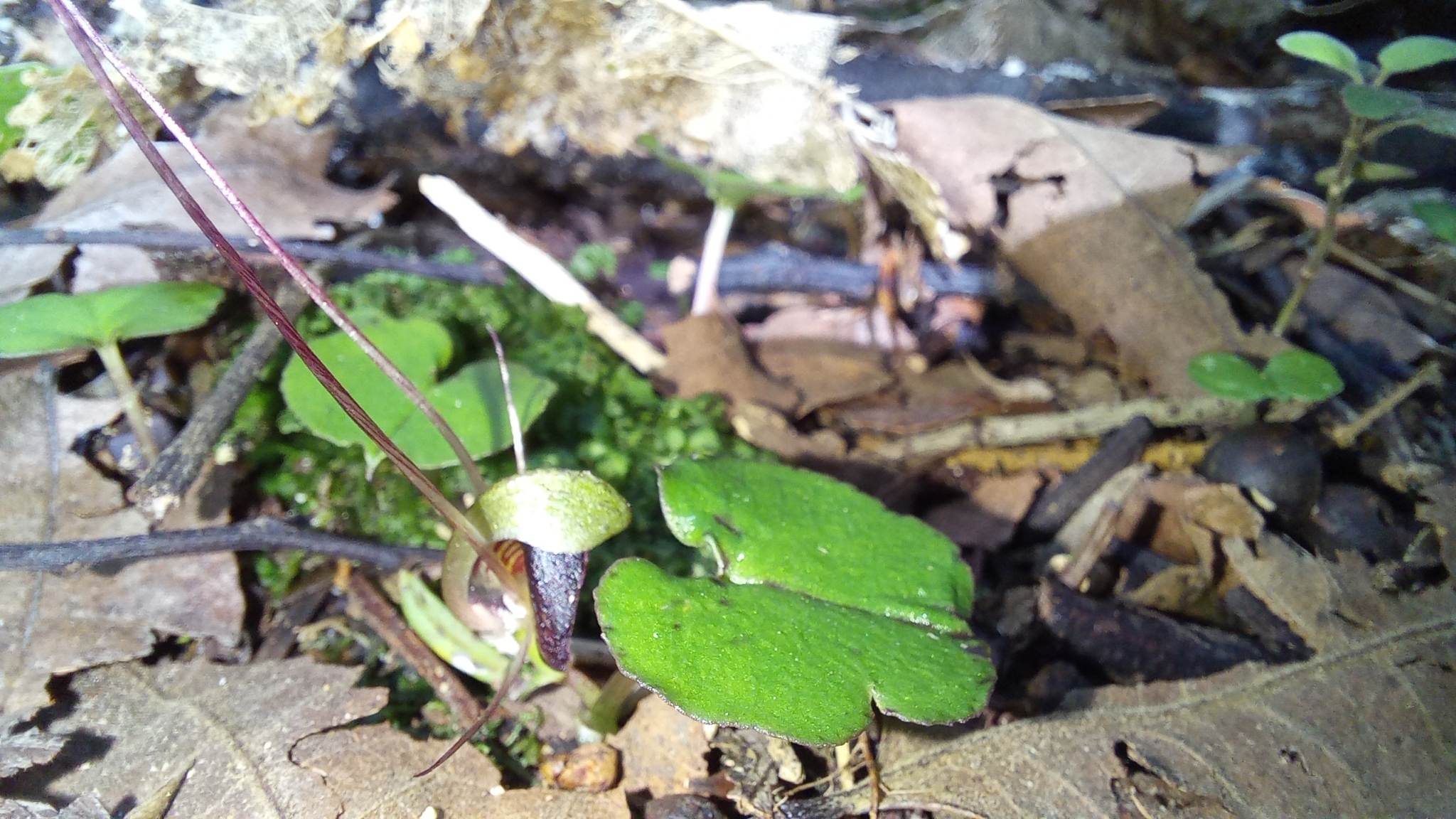 Corybas trilobus (Hook.f.) Rchb.f.