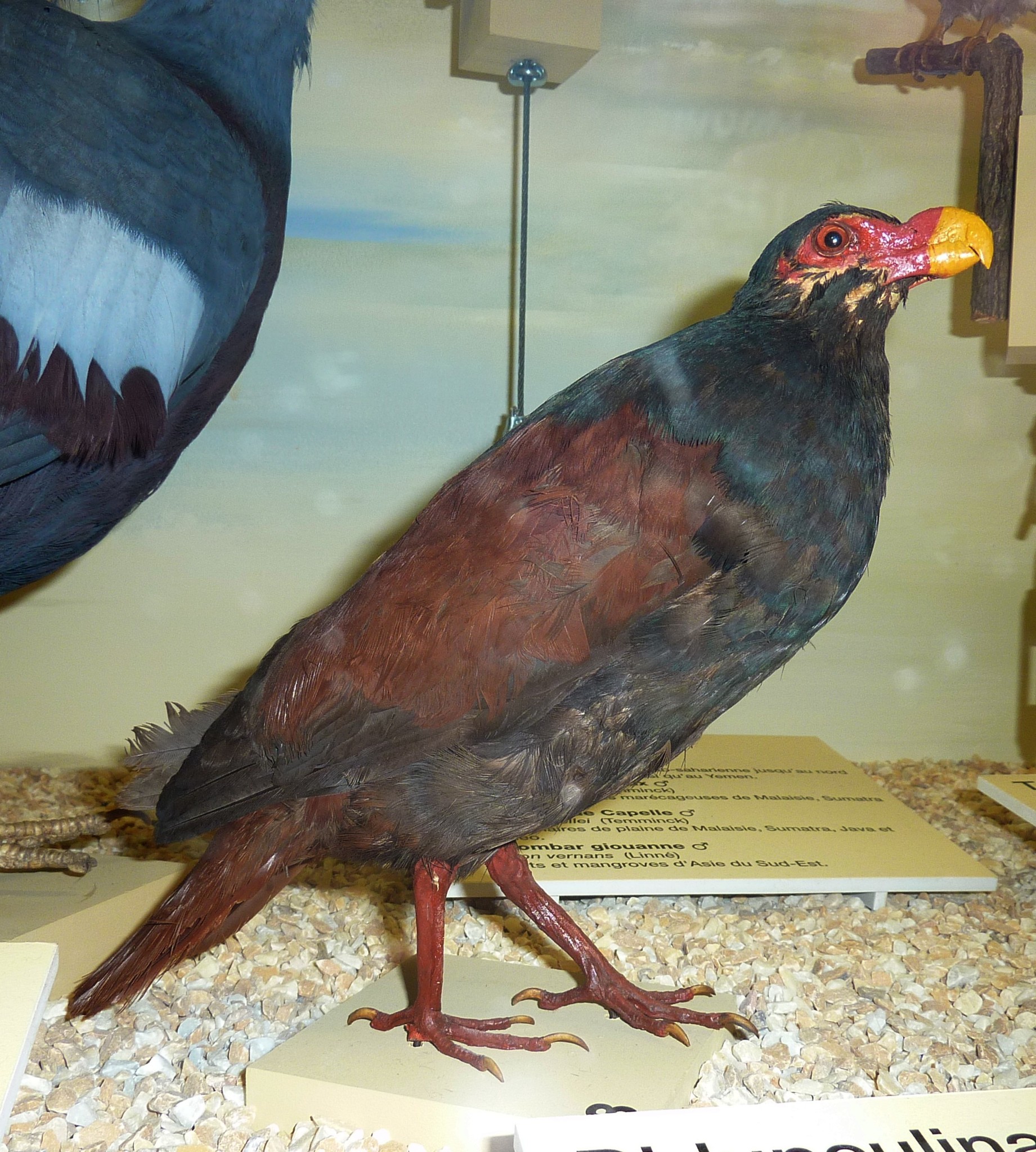 Tooth Billed Pigeon