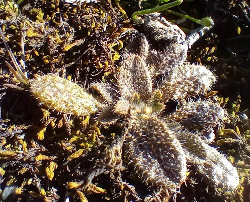 Tiny forget-me-not in September 2022 by John Barkla. Locally common in ...
