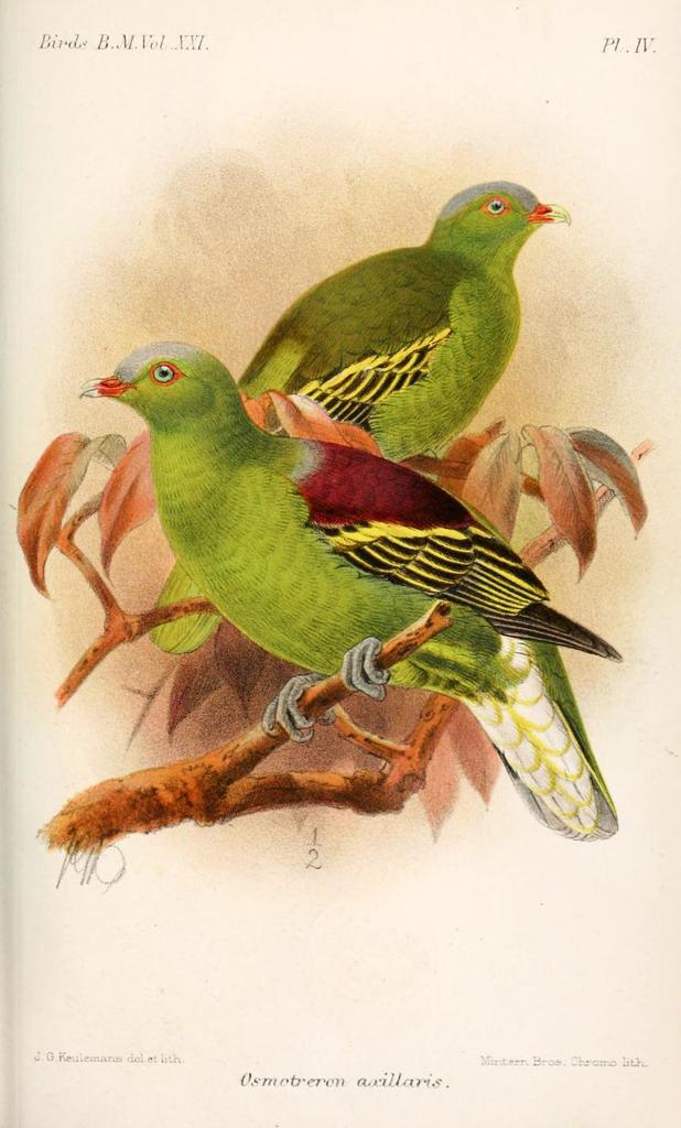Philippine Green-Pigeon (Treron axillaris) - Avian Discovery