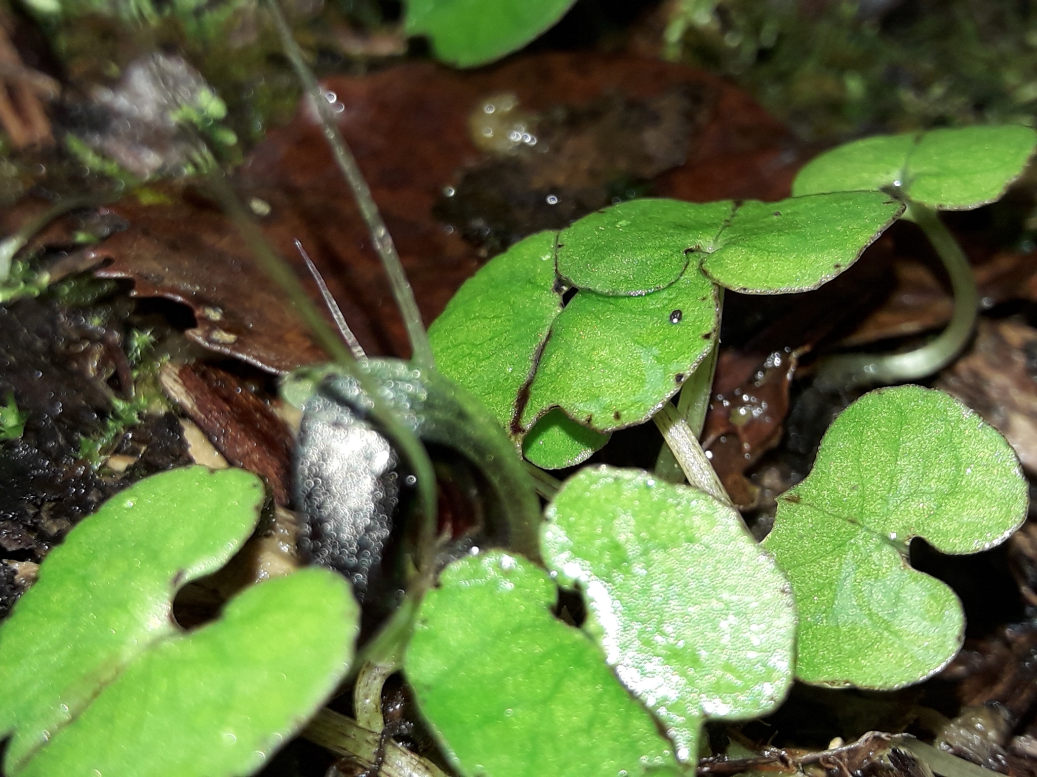 Corybas trilobus (Hook.f.) Rchb.f.