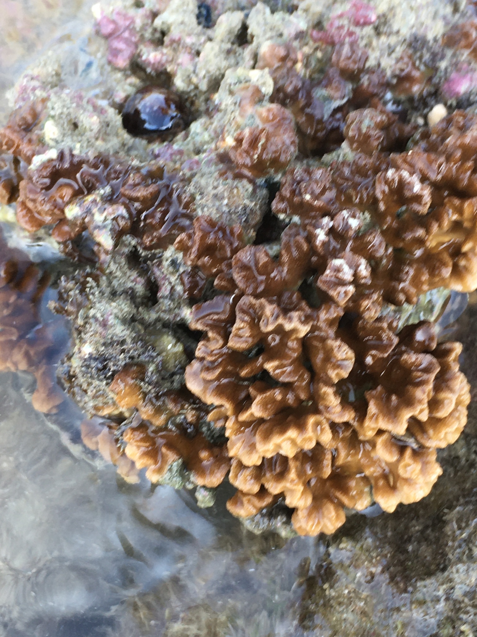 Psammocora contigua (Esper, 1794)