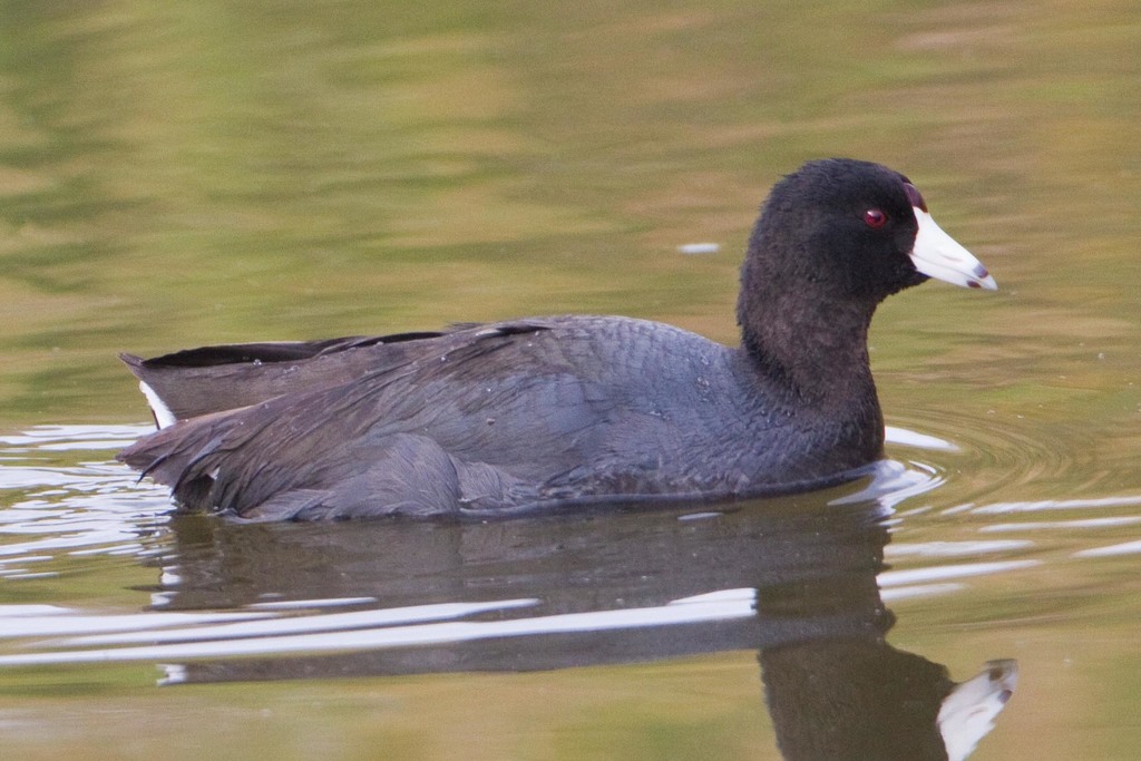 American Coot (Birds of Rosewood Nature Study Area) · iNaturalist