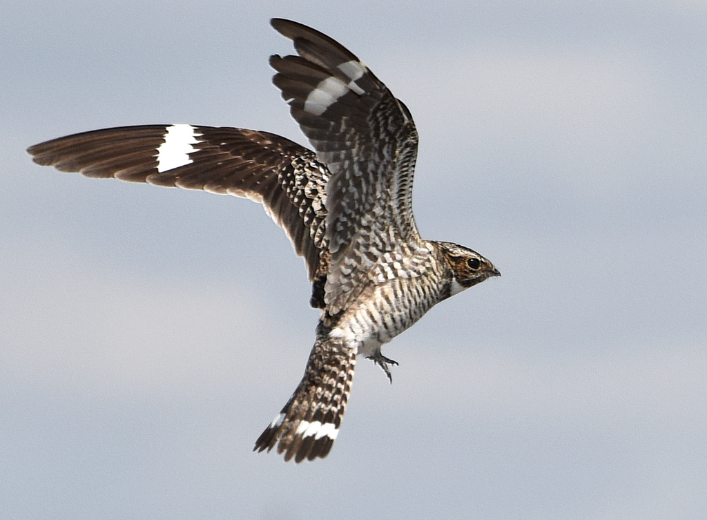 Common Nighthawk from Kiowa County, CO, USA on July 29, 2018 at 02:05 ...