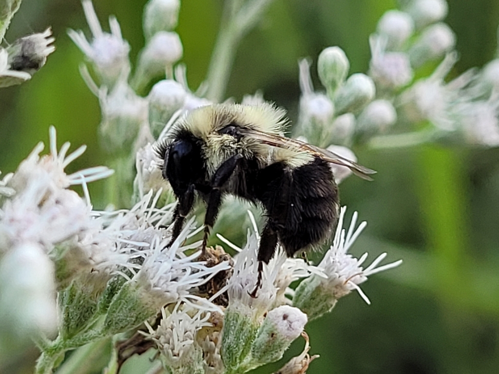 Common Eastern Bumble Bee from Grenada, MS 38901, USA on September 9 ...