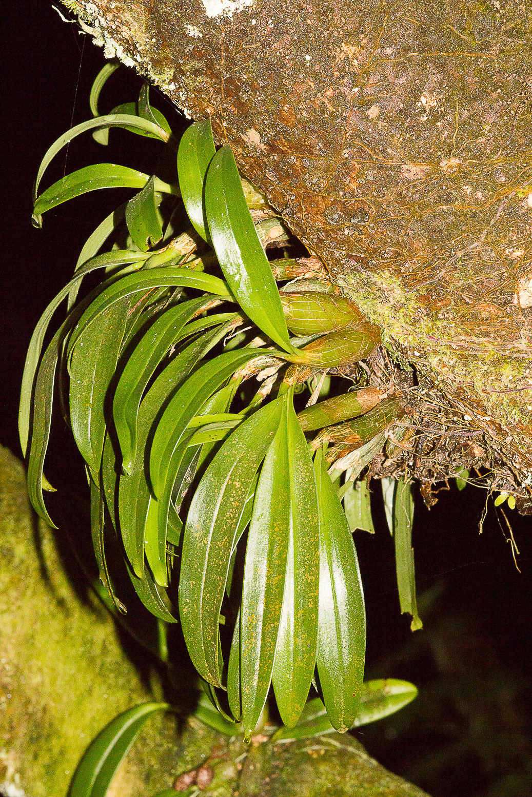 Pinalia amica (Rchb.f.) Kuntze