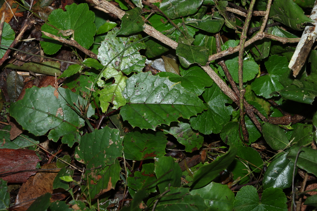 Kangaroo Vine from Beaudesert - Pt B, Queensland, Australia on ...