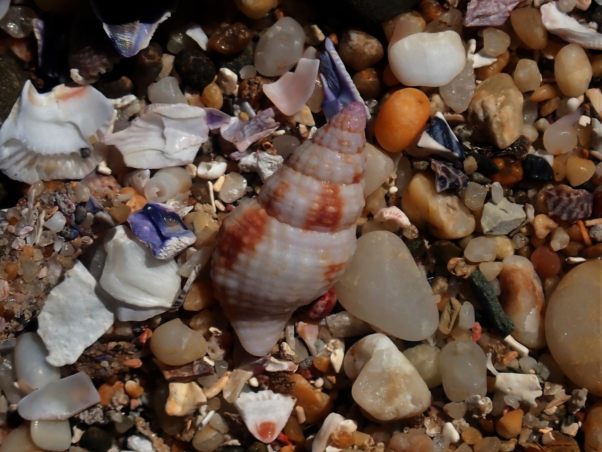 Prodotia iostoma (Gray, 1833)