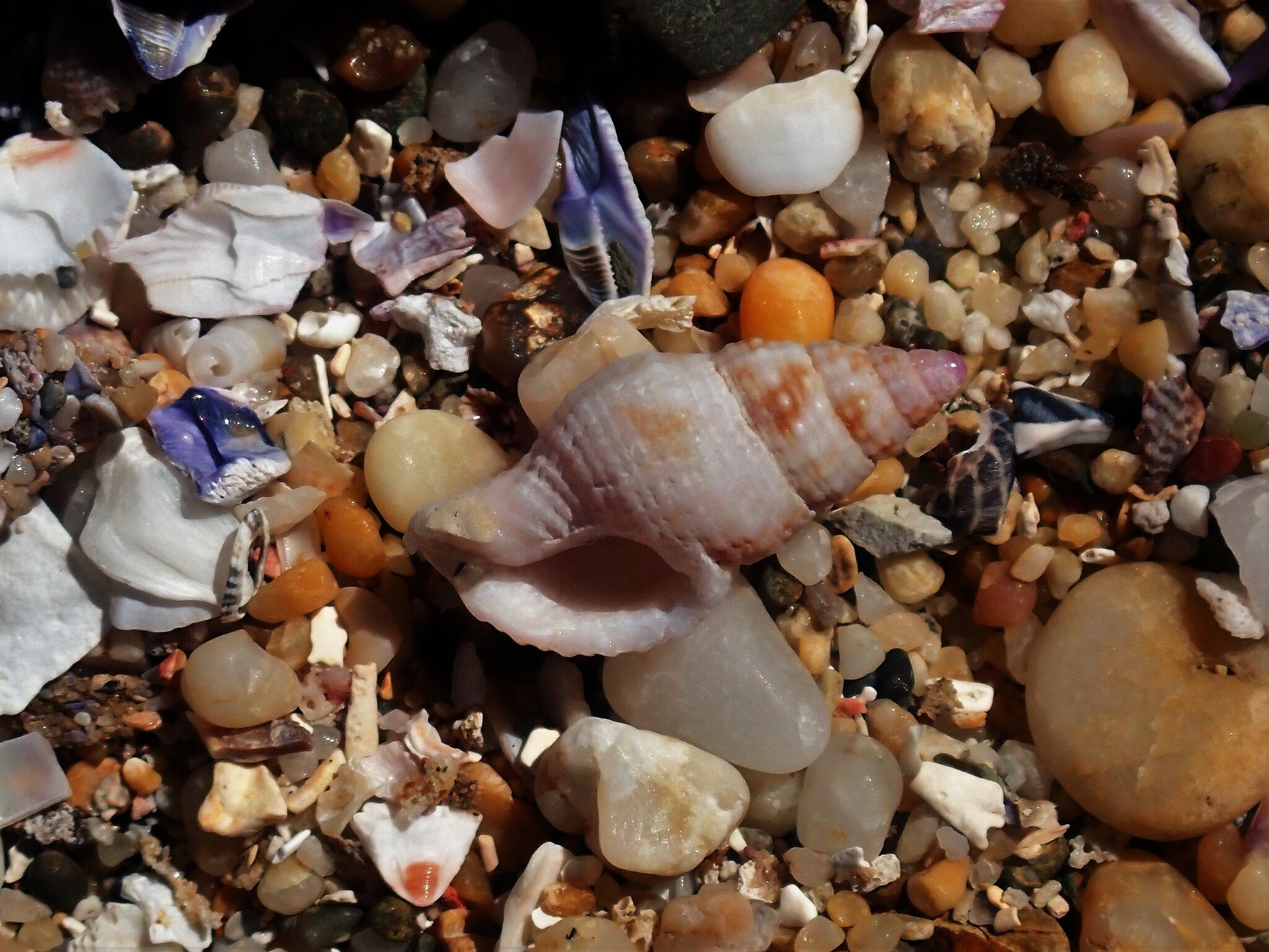 Prodotia iostoma (Gray, 1833)