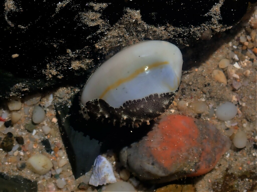 Gold Ring Cowry from Barcoongere NSW 2460, Australia on September 10 ...