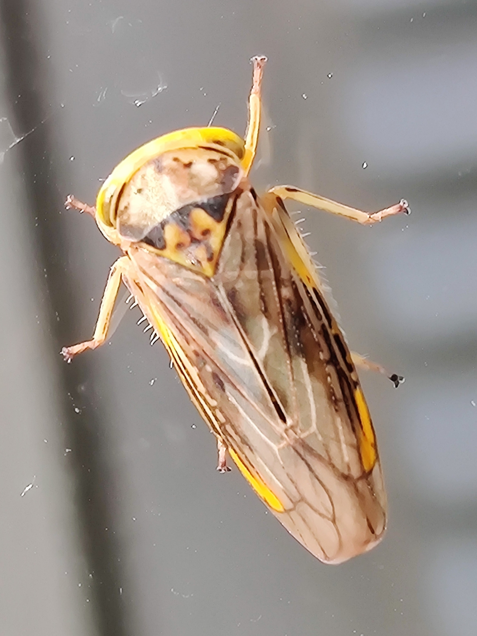 Idiocerus stigmaticalis Lewis, 1834