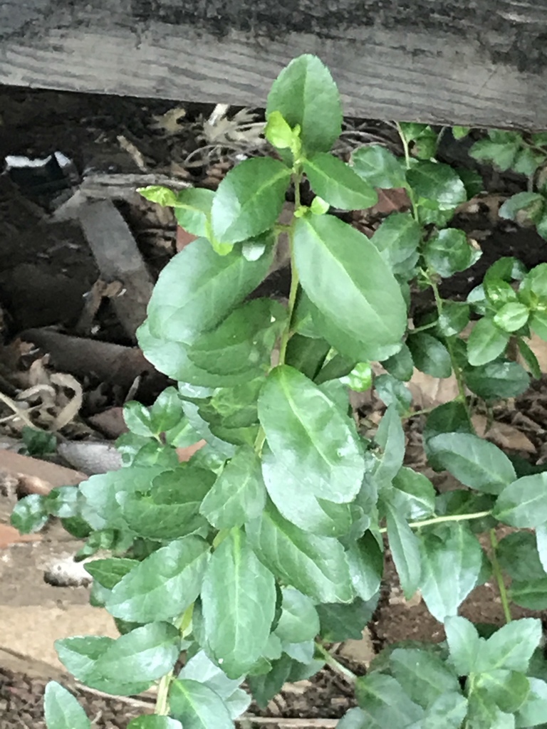 Yaupon Holly from 113 W Main St, Arlington, TX, US on August 10, 2018 ...