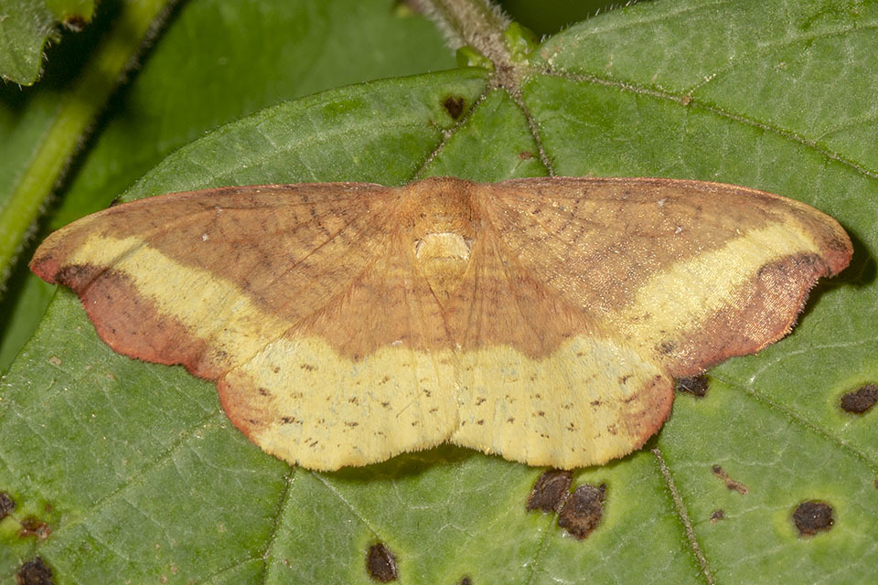 Rose Hooktip (Moths and Butterflies of Massachusetts ) · iNaturalist