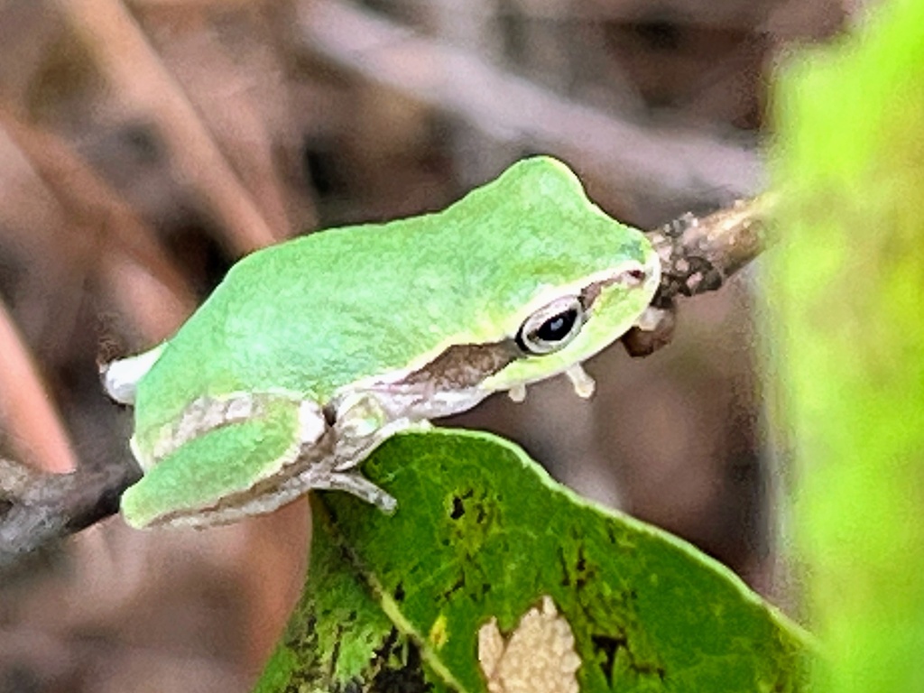 Pine Woods Tree Frog from Apalachicola National Forest, Tallahassee, FL ...