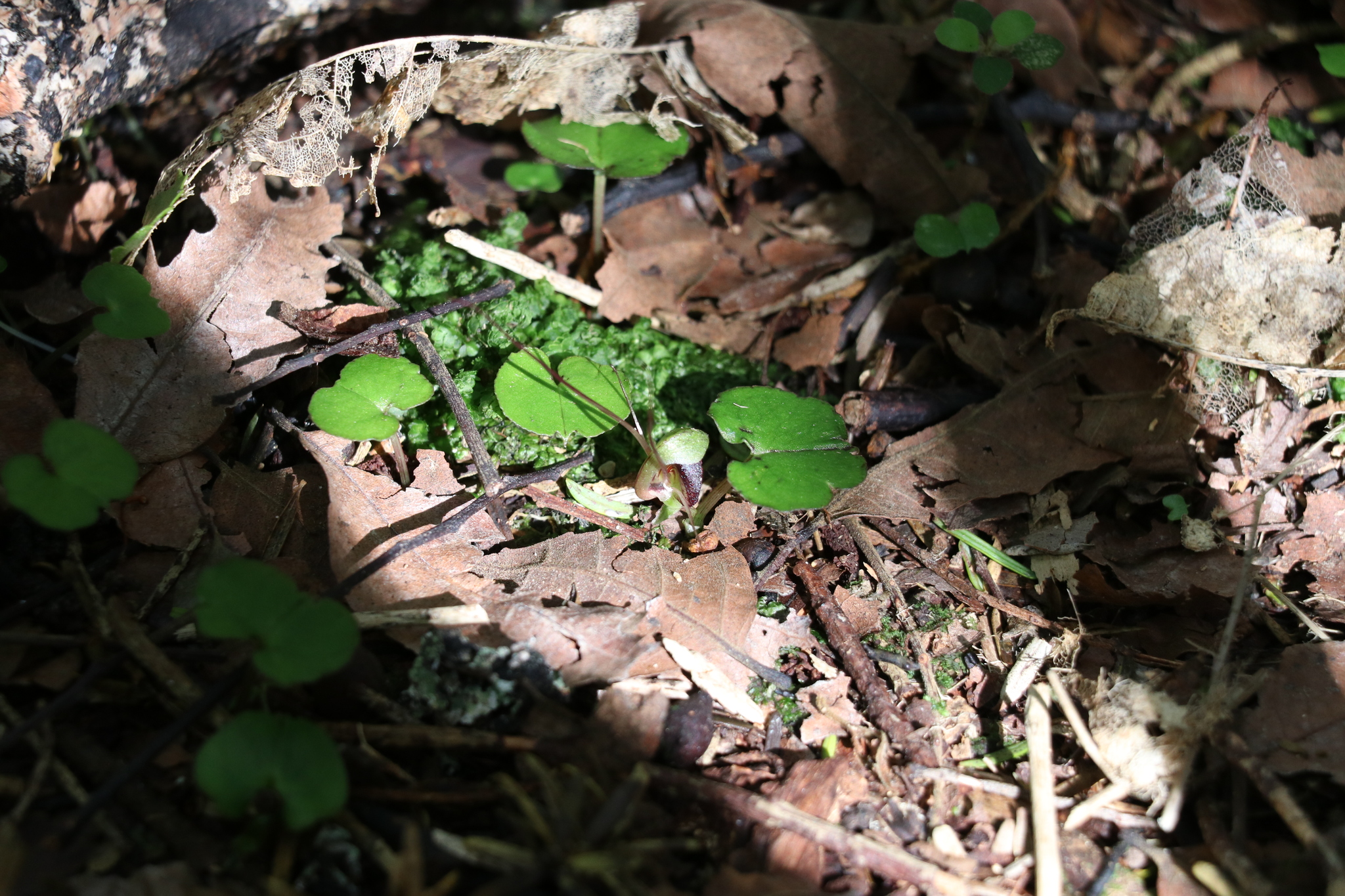 Corybas trilobus (Hook.f.) Rchb.f.