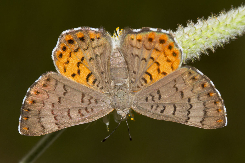 Ares Metalmark (Butterflies of San Diego County) · iNaturalist