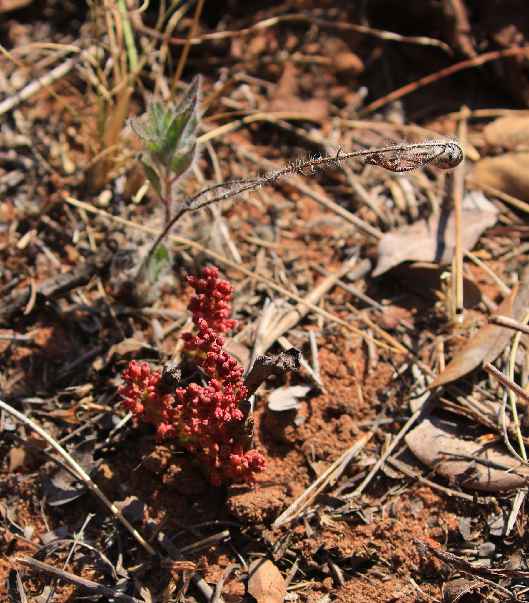 Lannea edulis (Sond.) Engl.